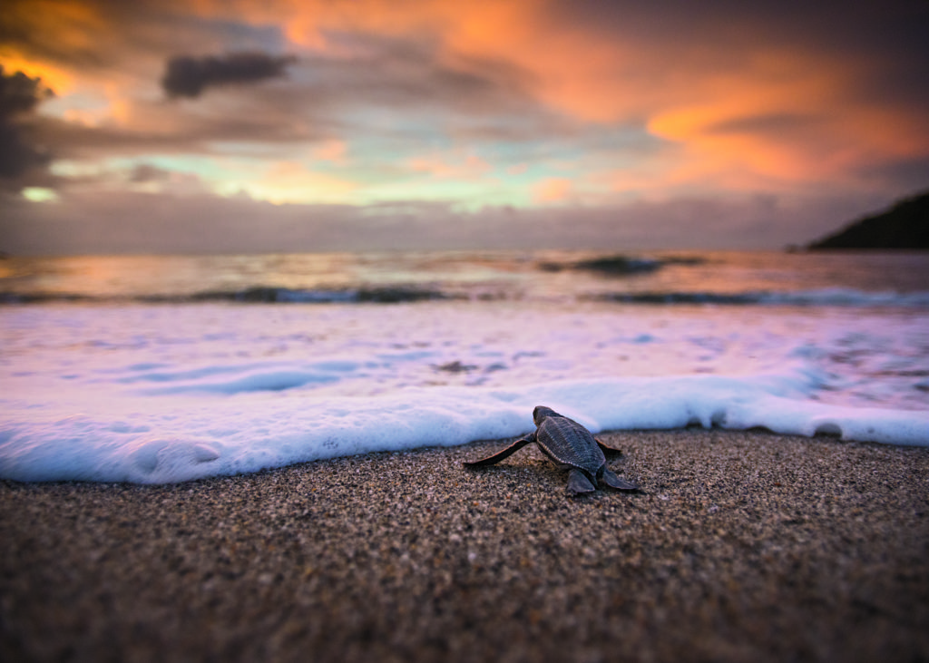 Unique Plants and Wildlife Found in America's Everglades - The National ...