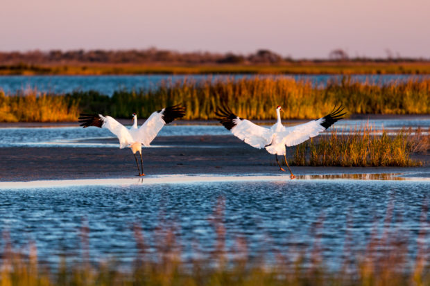 A Wild Year for the Whooping Crane - The National Wildlife Federation Blog