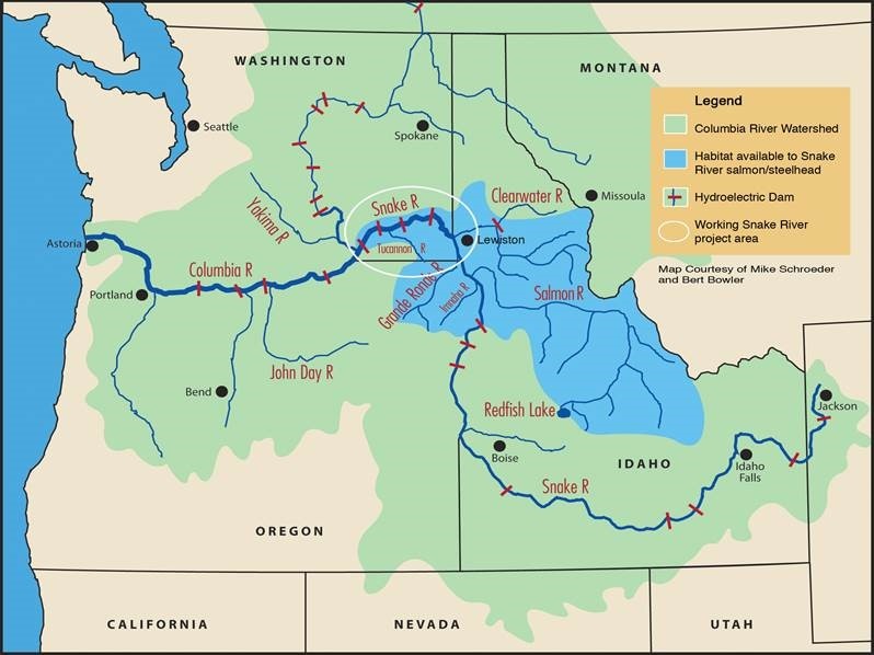 Talking Snake River Salmon as Spring Approaches - The National Wildlife ...