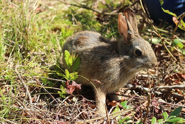A Constitutional Amendment for New England Cottontails - The National ...