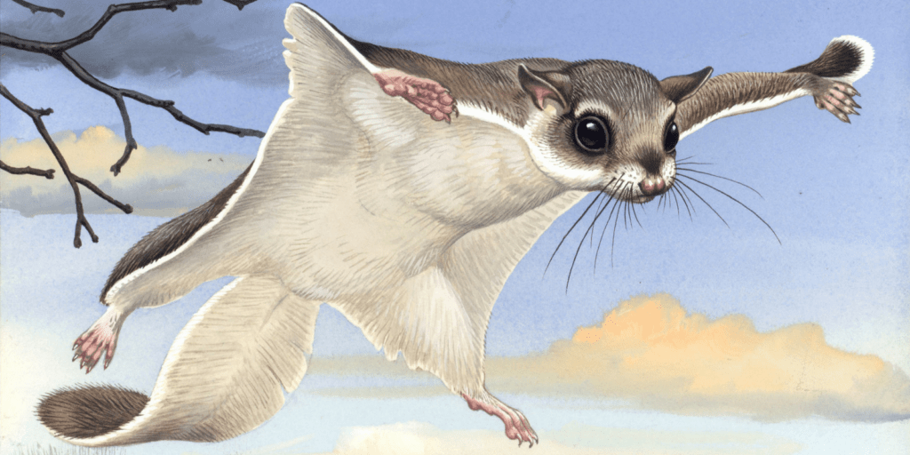 Flying Squirrels Need You to Be a Hero for Wildlife - The National ...