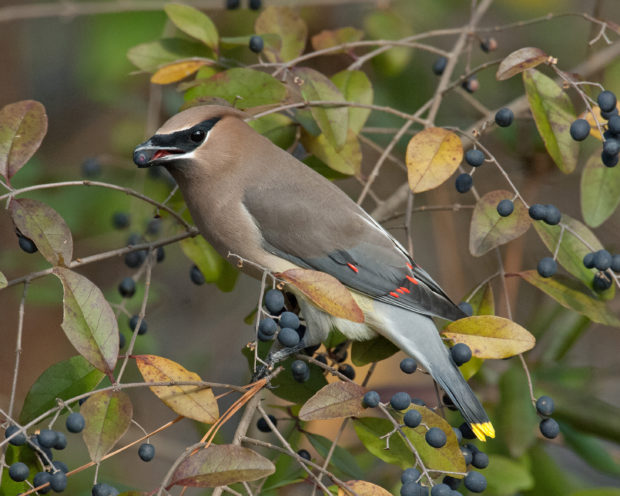 Learn How to Garden for Wildlife - The National Wildlife Federation Blog
