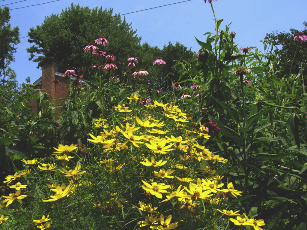 Five Ways to Help Bees At Home - The National Wildlife Federation Blog