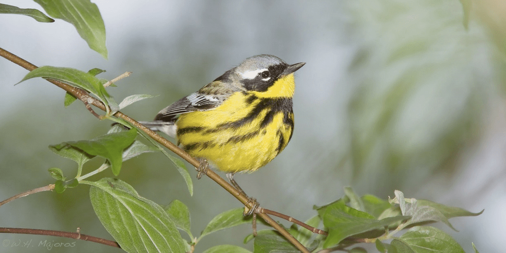 Five Migrating Birds That May Stop in Your Yard - The National Wildlife ...