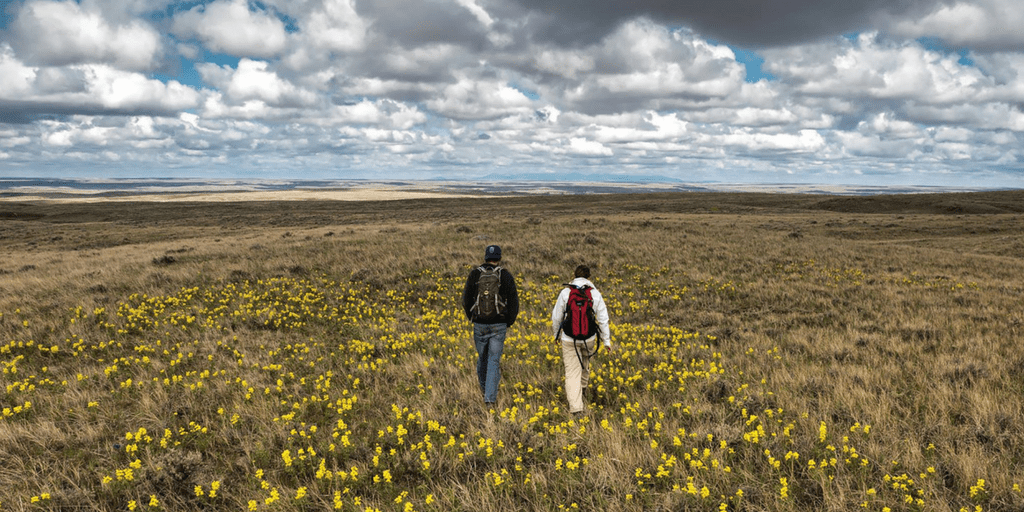 Giving Bison More Room to Roam on the American Prairie - The National ...