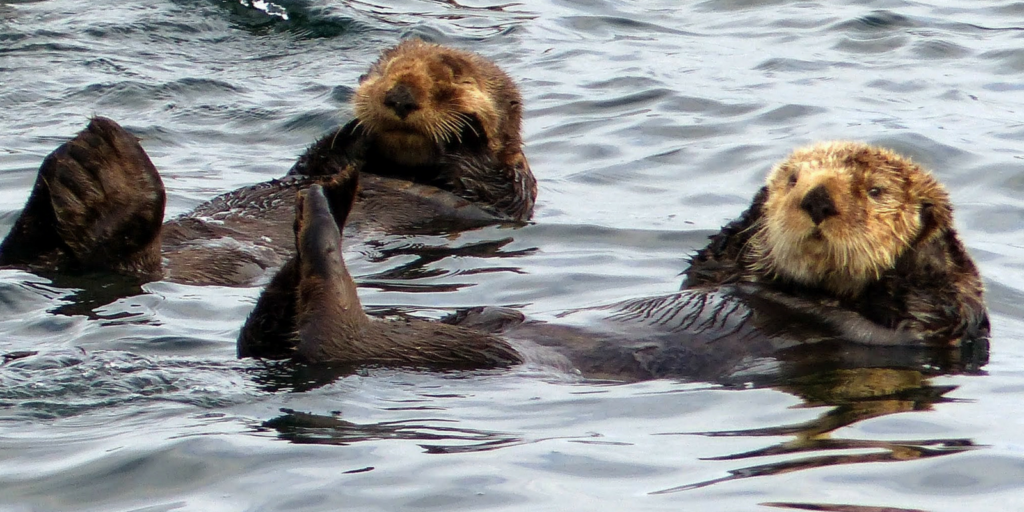 We Almost Lost the Southern Sea Otter—Will We Act in Time for Other ...
