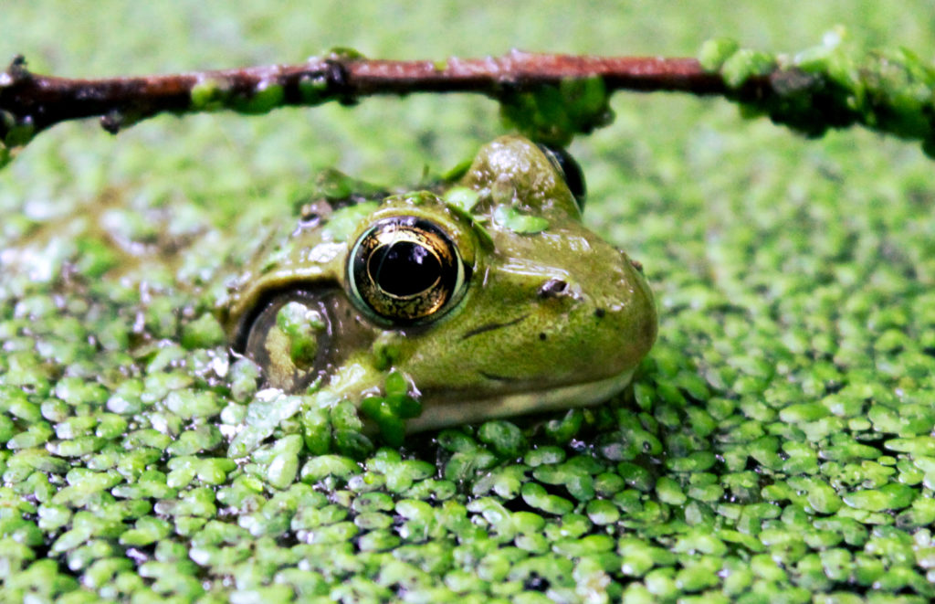 Five Tips to Help Frogs and Toads in Your Yard - The National Wildlife ...