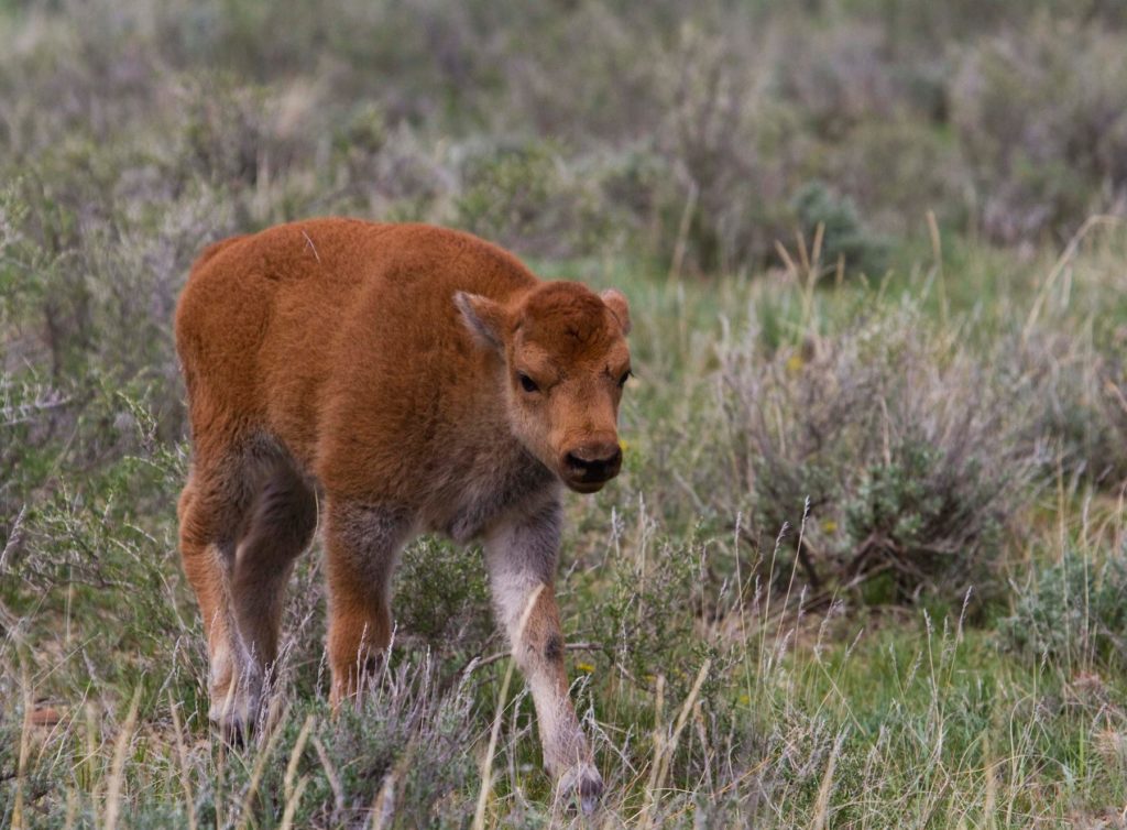 Giving Bison More Room to Roam on the American Prairie - The National ...