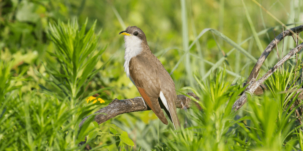 Five Migrating Birds That May Stop in Your Yard - The National Wildlife ...