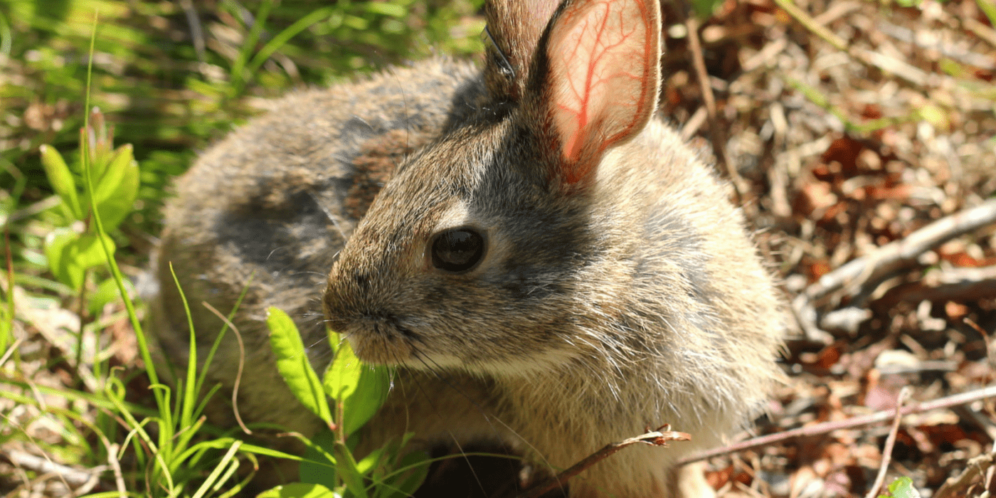 A Constitutional Amendment for New England Cottontails - The National ...