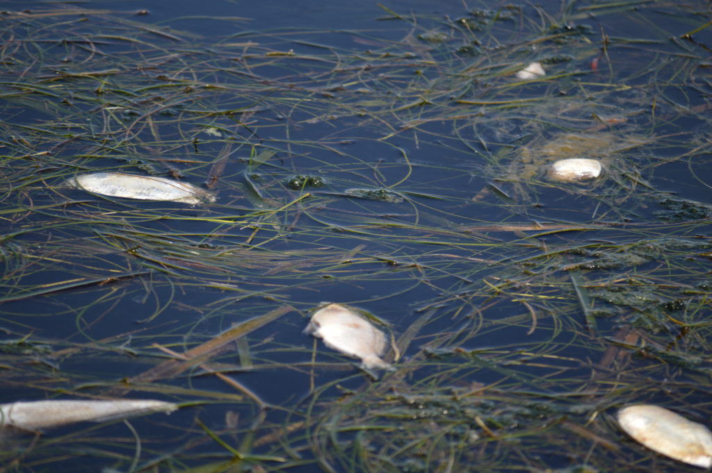 Everglades Restoration Will Help End Florida's Wildlife Crisis - The ...