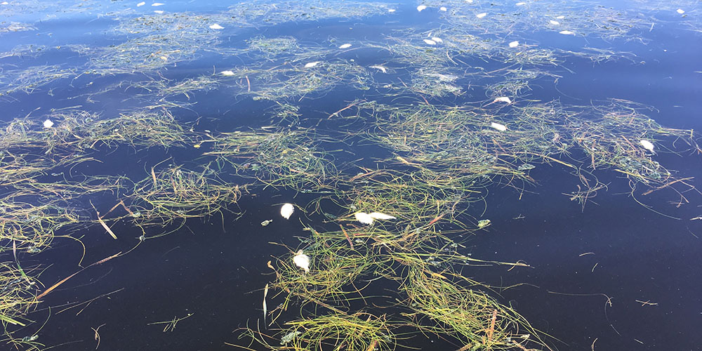 Toxic Green Slime & Dead Fish as Far as the Eye Can See - The National ...