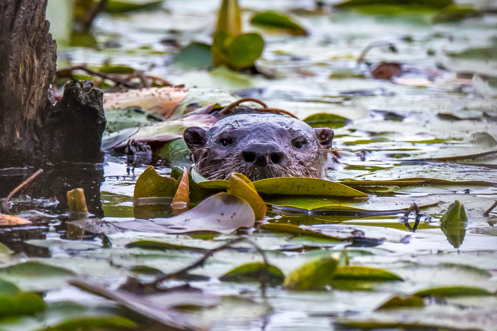 New Wetlands Report Shows Accelerating Losses - The National Wildlife ...