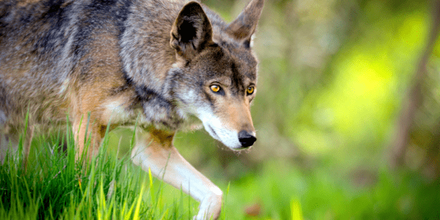 A-State Steps Up to Save Endangered Red Wolves - The National Wildlife ...