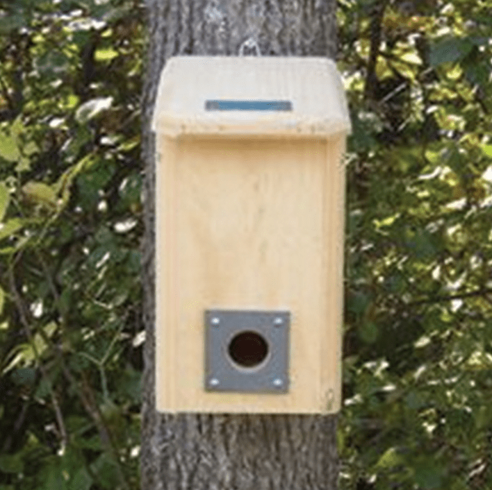 Five Gifts to Help Wild Birds - The National Wildlife Federation Blog