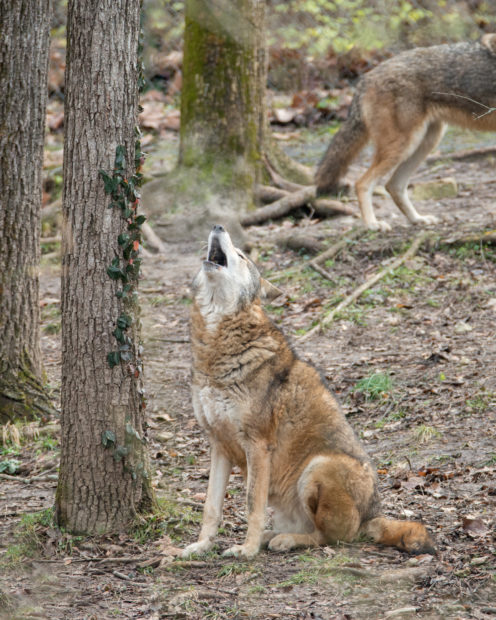 Continuing the Conservation Conversation - The National Wildlife ...