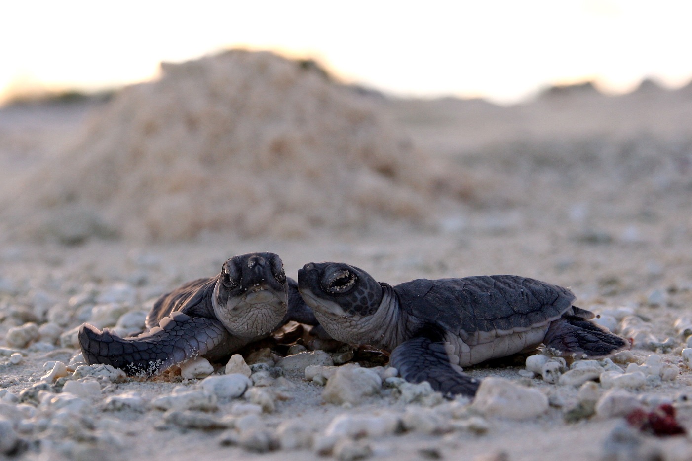 Protect Sea Turtles and Other Multinational Species: Support the WILD ...