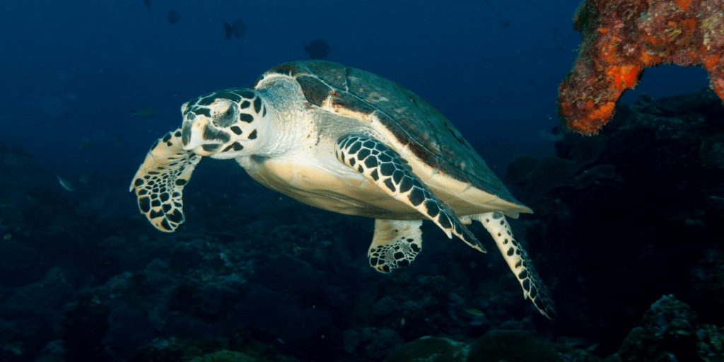 Protect Sea Turtles and Other Multinational Species: Support the WILD ...