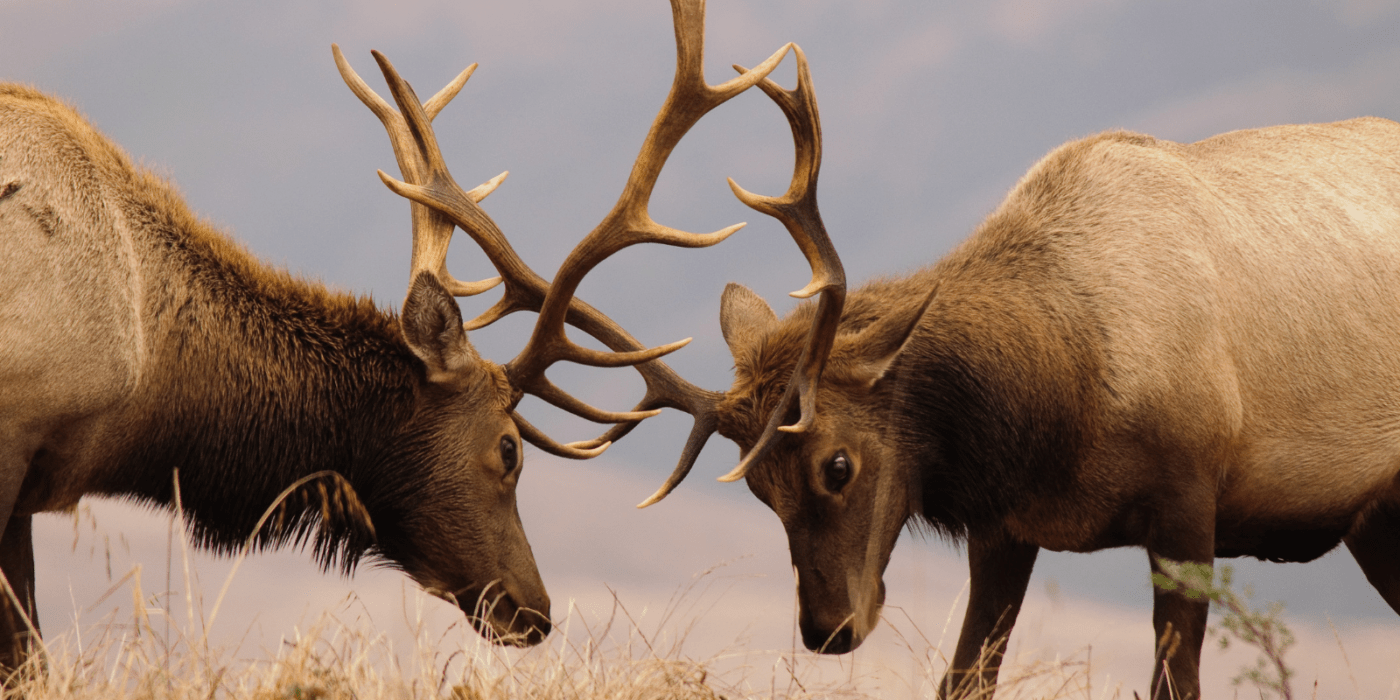 Are these elk, moose or caribou? - The National Wildlife Federation Blog