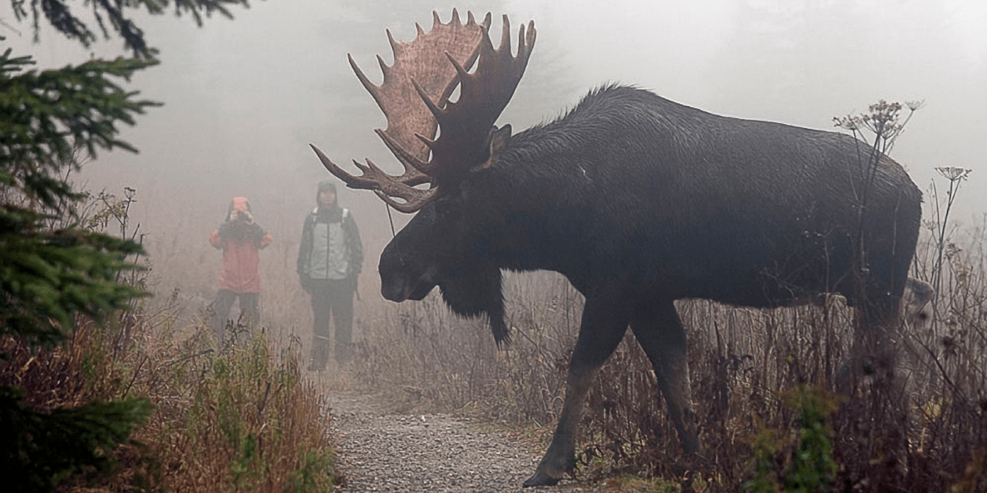 Are these elk, moose or caribou? - The National Wildlife Federation Blog