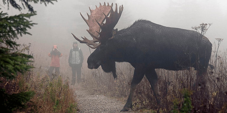 Are these elk, moose or caribou? - The National Wildlife Federation Blog