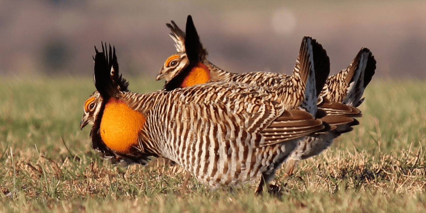 Victory: A Wildlife-Friendly Farm Bill - The National Wildlife ...