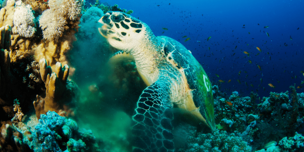 WILD Act Conserves Sea Turtles, Fights Poaching and Invasive Species ...