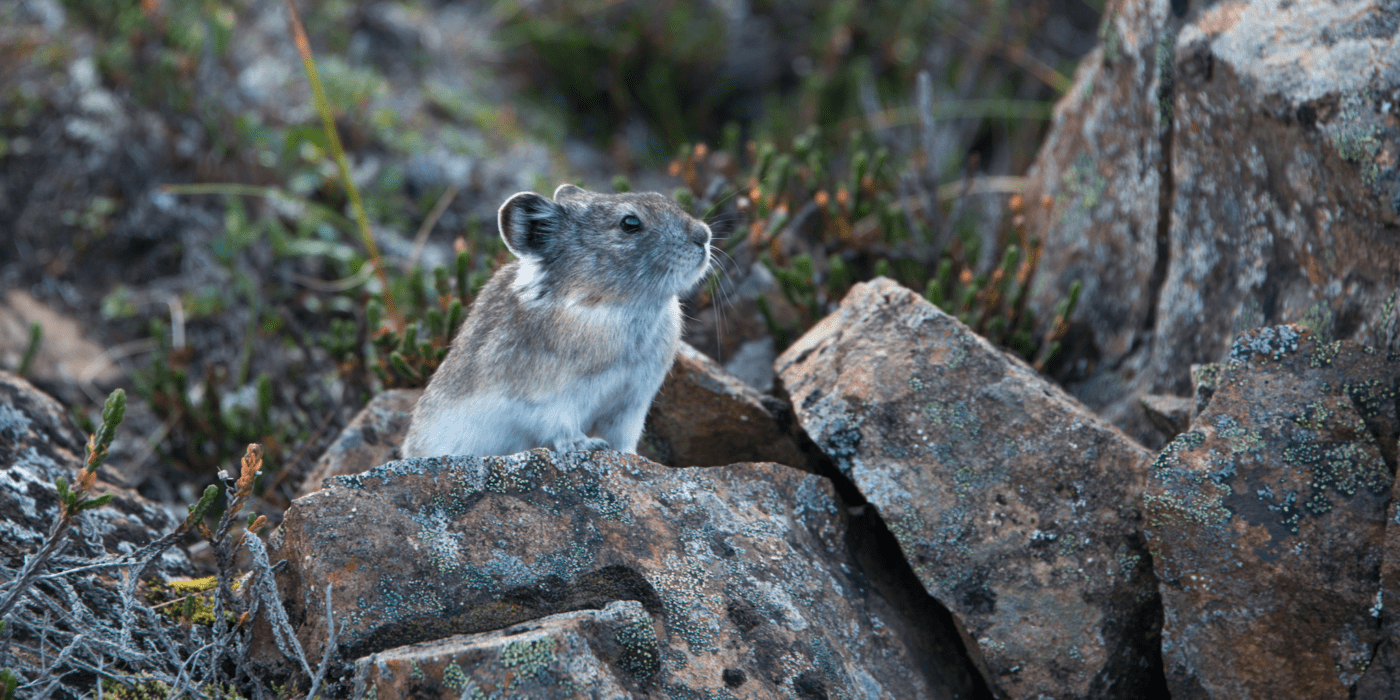 Pika Pika: Real-Life Wildlife that Could Inspire Future Pokemon - The ...