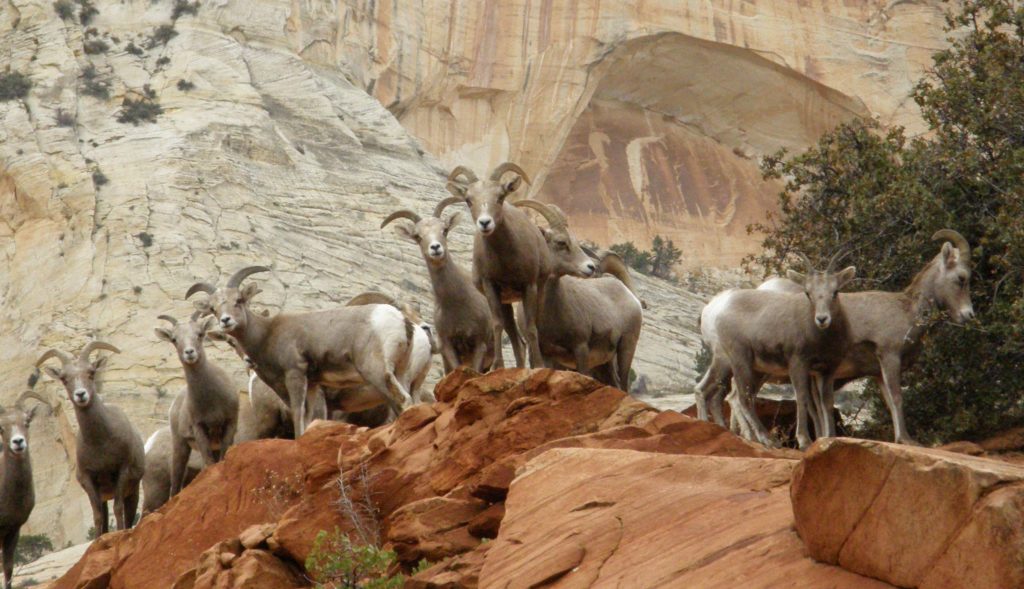 Ten Big Wins For Land, Water and Wildlife - The National Wildlife ...