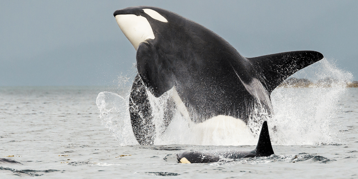 To Recover Chinook, Protect Their Prey﻿ - The National Wildlife ...