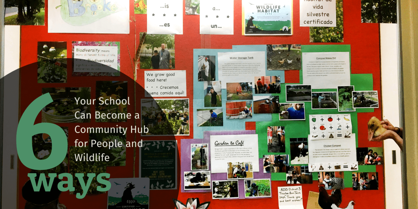 Six Ways Your School Can Become a Community Hub for People and Wildlife ...