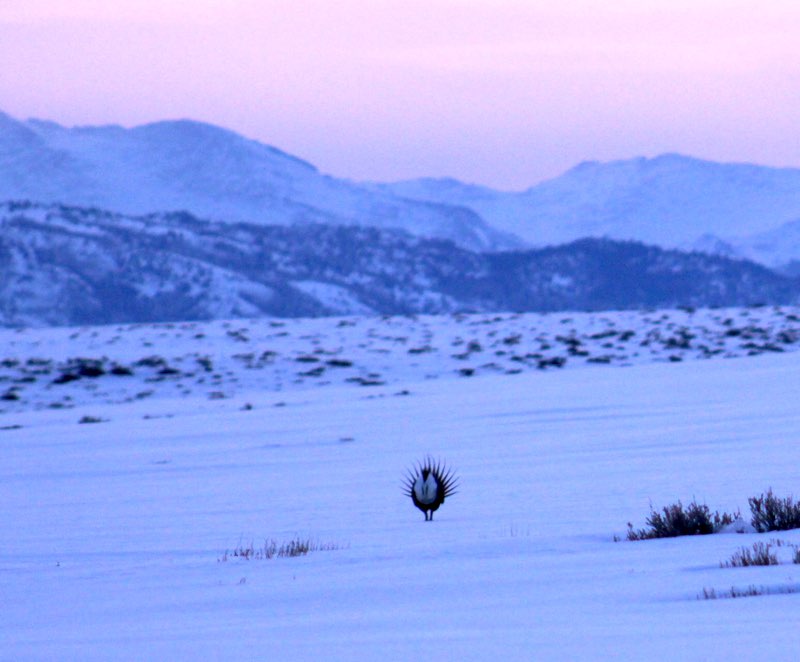Suddenly, the Fight to Protect Sage Grouse Becomes Very Real - The ...