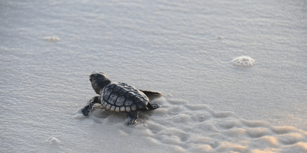 U.N. Report Highlights Wildlife Crisis at Home - The National Wildlife ...