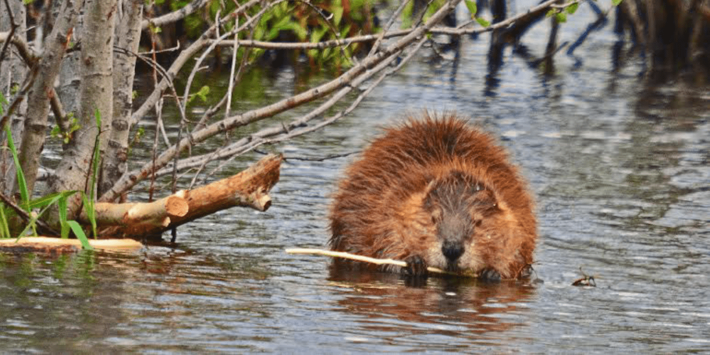 5 Wild and Natural Climate Solutions You May See on Your Summer ...