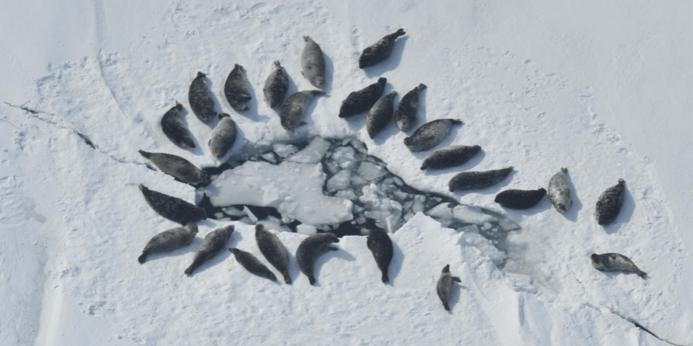 The Rare Seal Population that Spends its Life in Freshwater - The ...