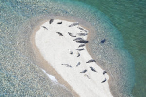 The Rare Seal Population that Spends its Life in Freshwater - The ...