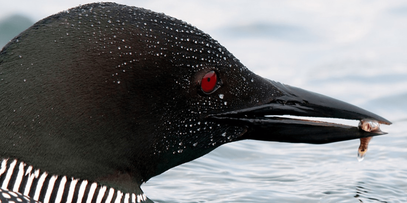 They Came to Washington to Learn About Tiny Fish. Here’s Why. - The ...