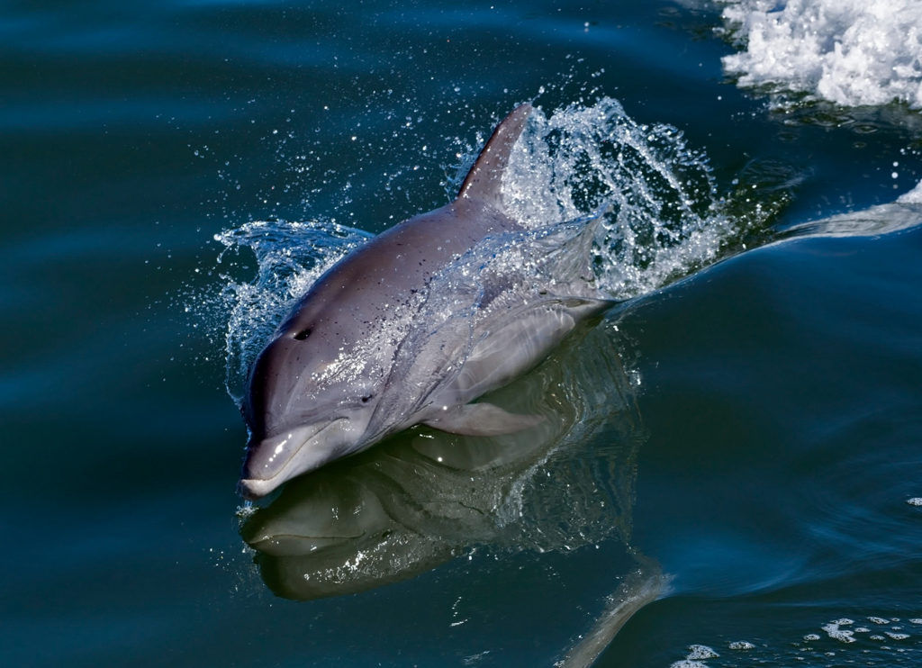How Delayed Restoration of America’s Everglades Threatens Florida Bay’s ...