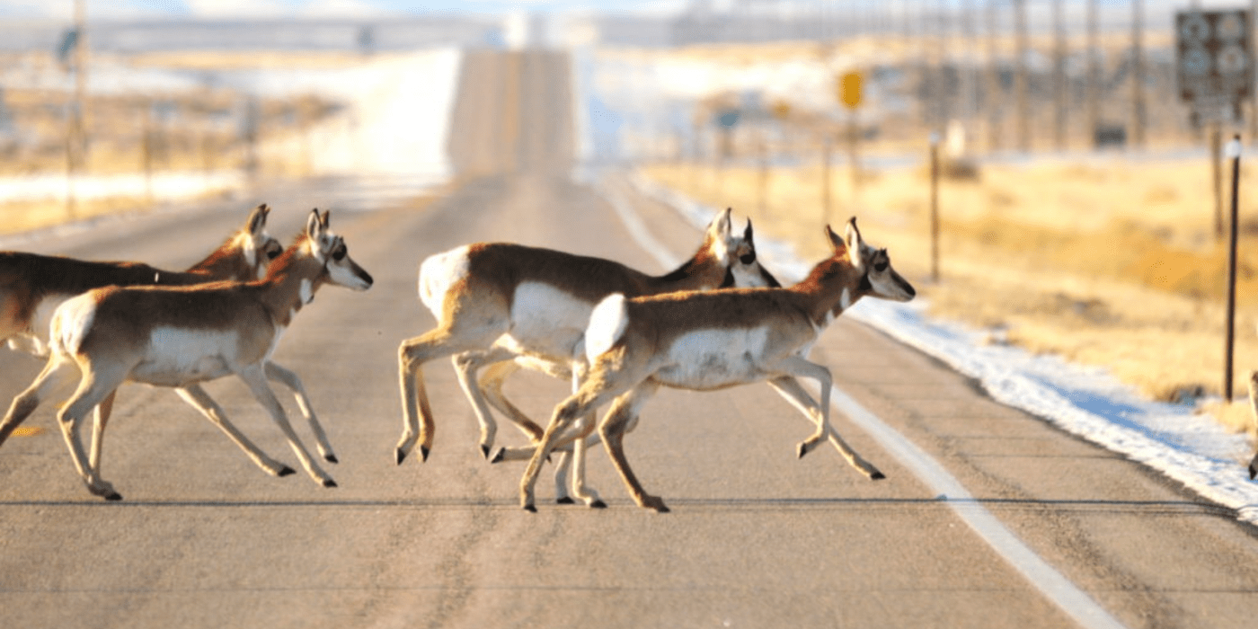 How did the deer, pronghorn and elk cross the road? - The National ...