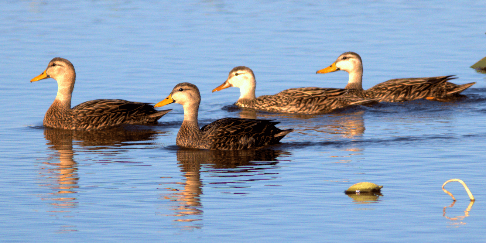 Wildlife Calm in the Storm - The National Wildlife Federation Blog