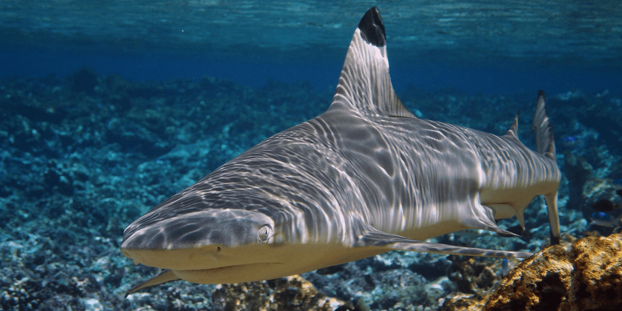 Test Your Shark Skills With This Shark Facts Quiz The National Test Your Shark Skills With This Shark Facts Quiz The National