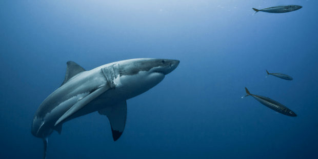 Not So Scary After All: Shark Facts You Might Not Know - The National ...
