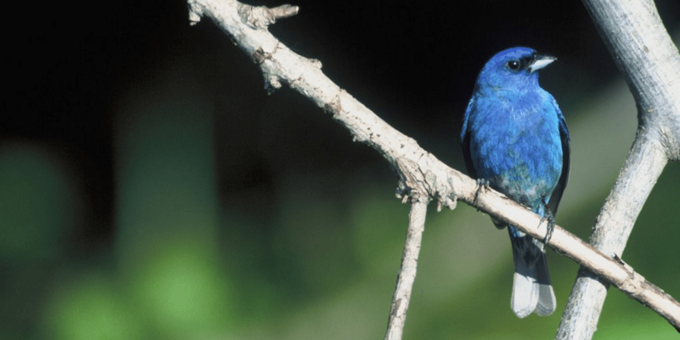 Tree Equity in Broward County - The National Wildlife Federation Blog