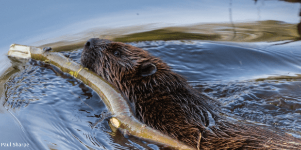 Good PR for Beavers - The National Wildlife Federation Blog