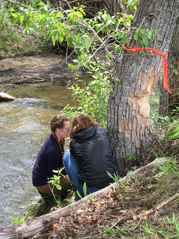 Good PR for Beavers - The National Wildlife Federation Blog