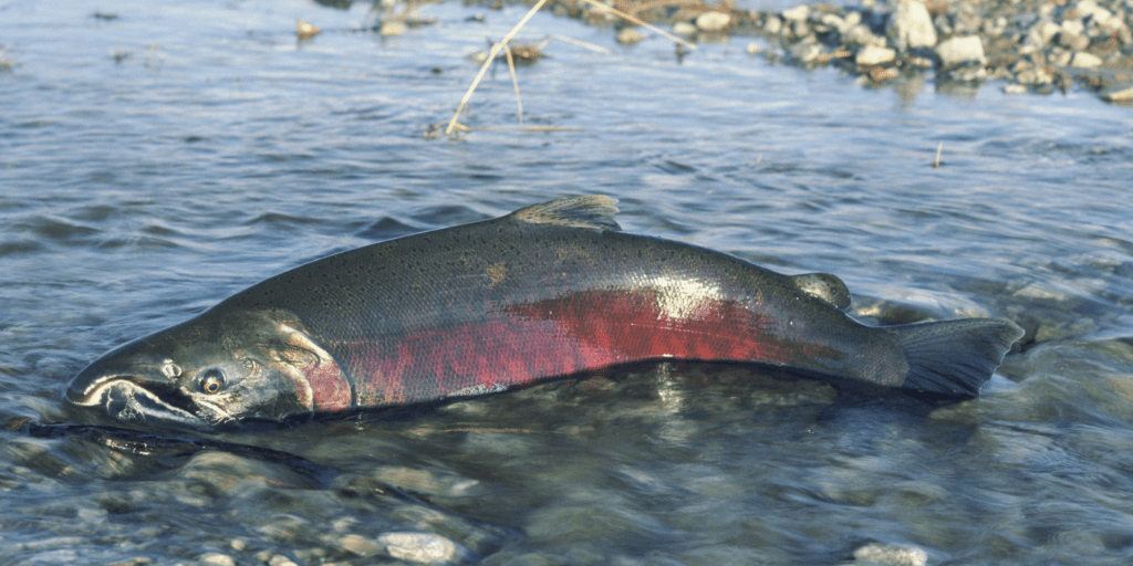 NW Forging a Collaborative Course of Action for Snake River Salmon ...