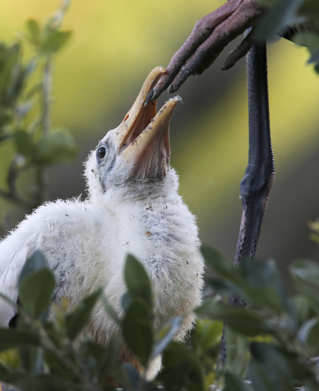 Water for Wood Storks - The National Wildlife Federation Blog