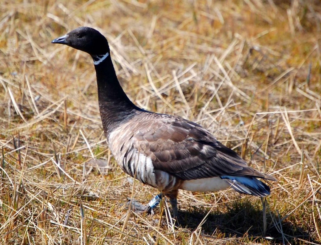 Protecting the Christmas Goose—One Step Forward and Two Steps Back ...