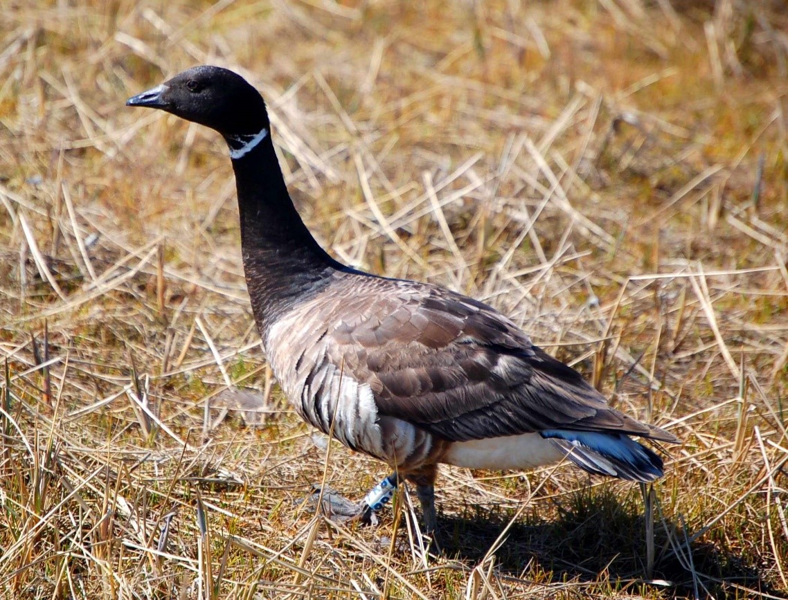 Protecting the Christmas Goose—One Step Forward and Two Steps Back ...