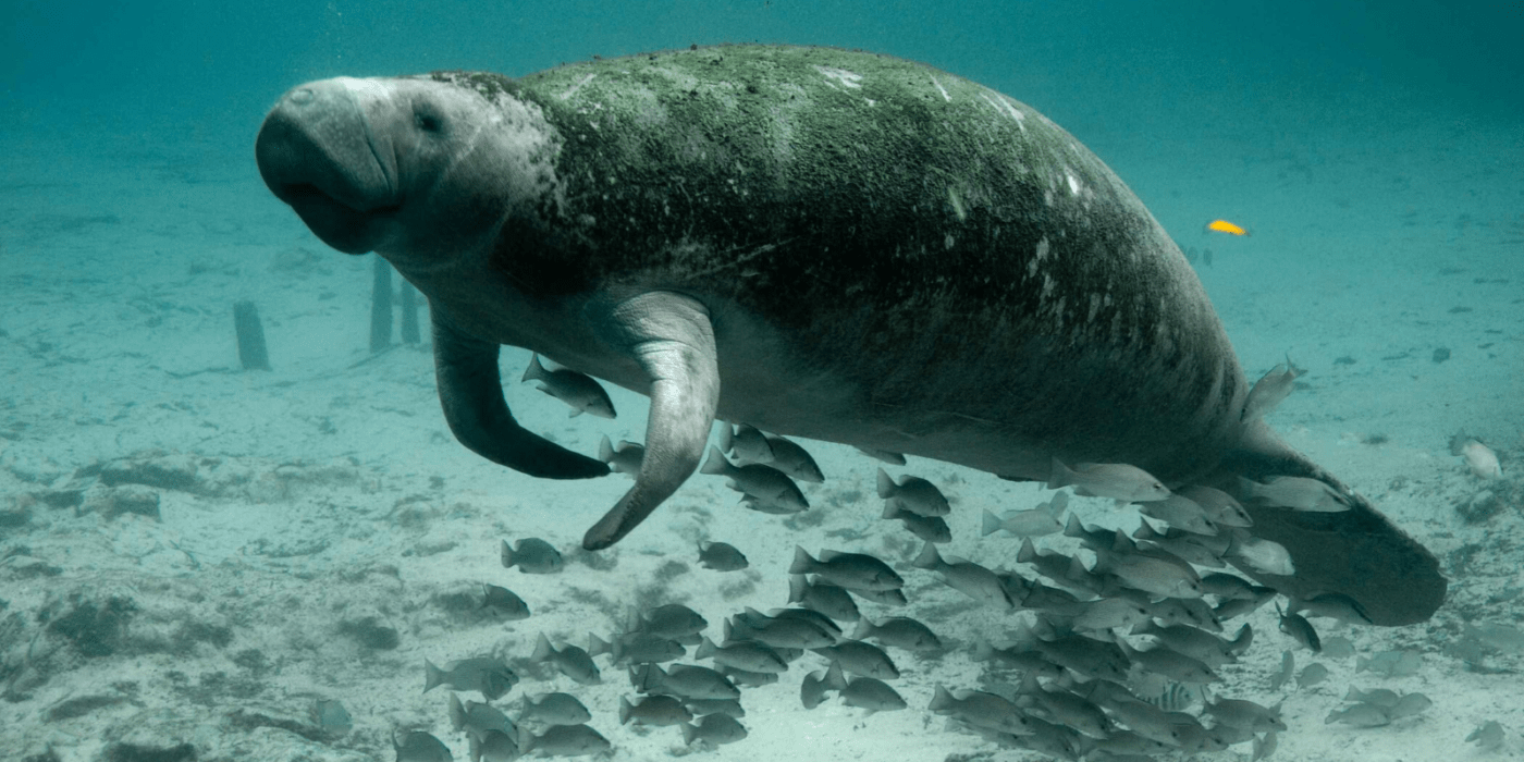 Keeping Manatees Warm this Winter - The National Wildlife Federation Blog